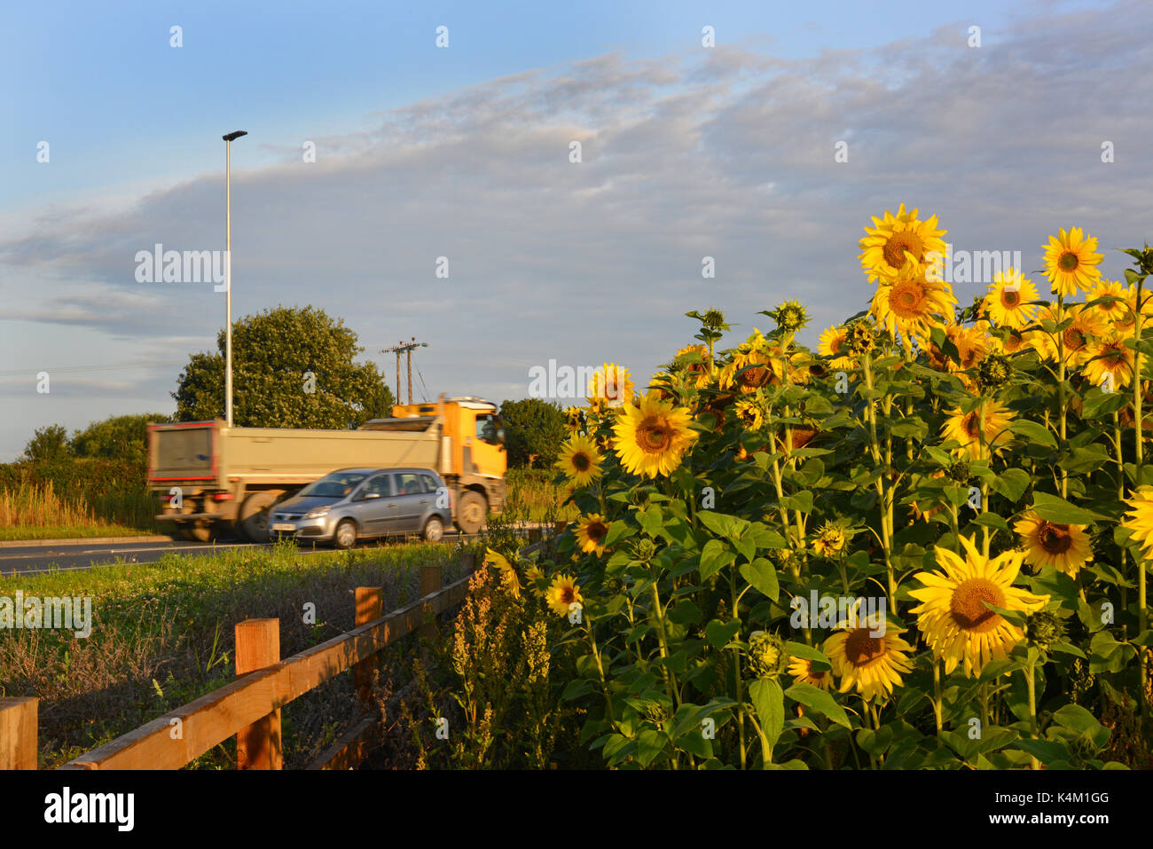 traffic passing field of sunflowers selby yorkshire united kngdom Stock ...