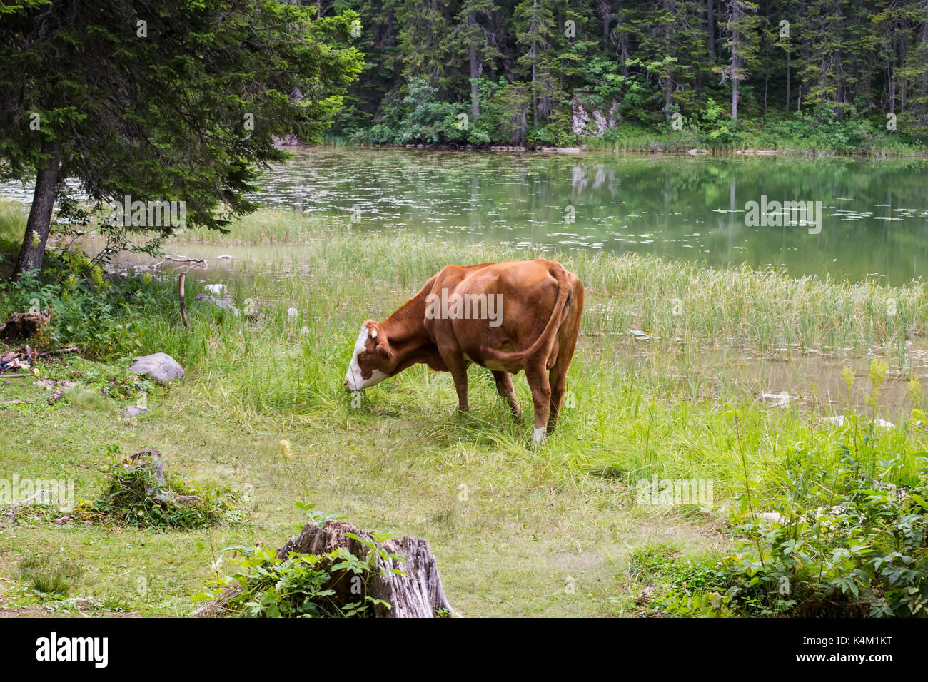 Grazed pasture grassland hi-res stock photography and images - Alamy