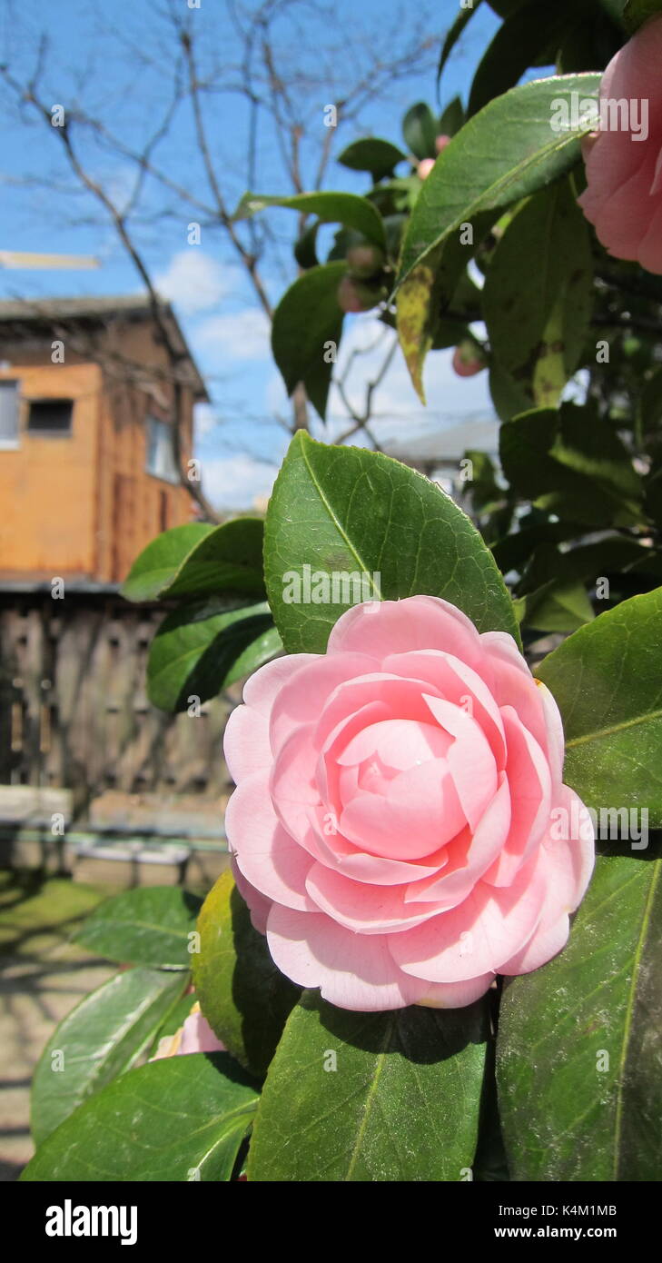 Tea flower hi-res stock photography and images - Alamy