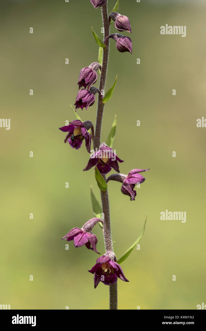 Dark Red Helleborine photographed at Bishop Middleham Quarry, County ...