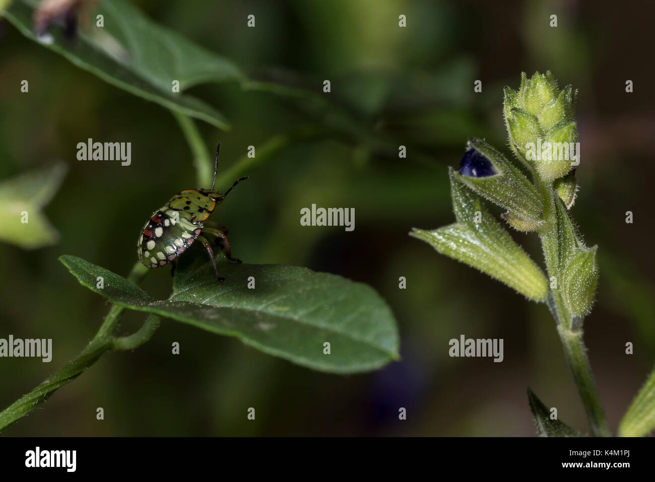 Juvenile stink bug hi-res stock photography and images - Alamy