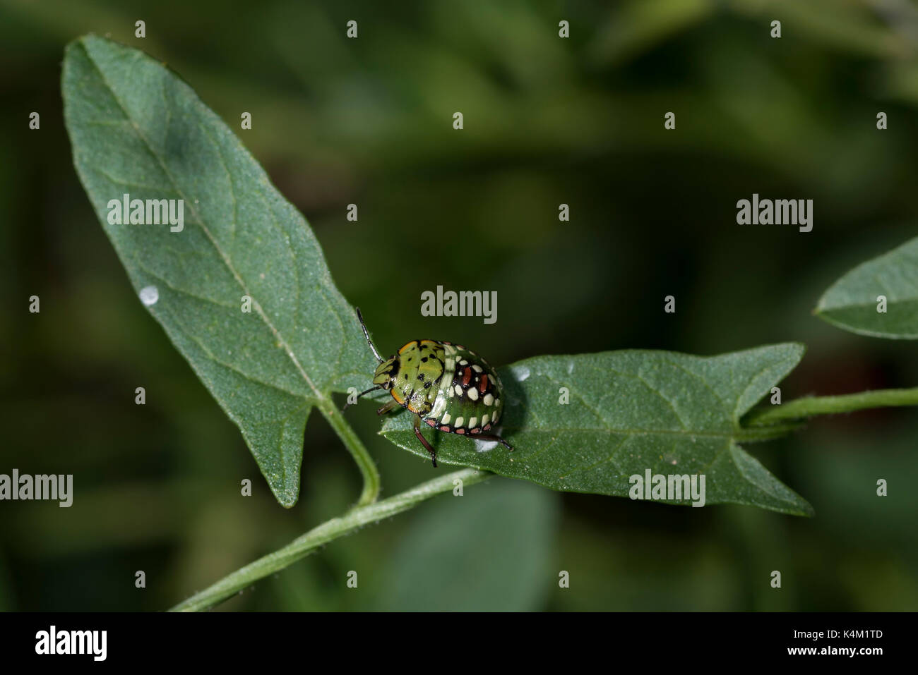 Juvenile green shield bug on leaf (red-edged green body and white spots ...