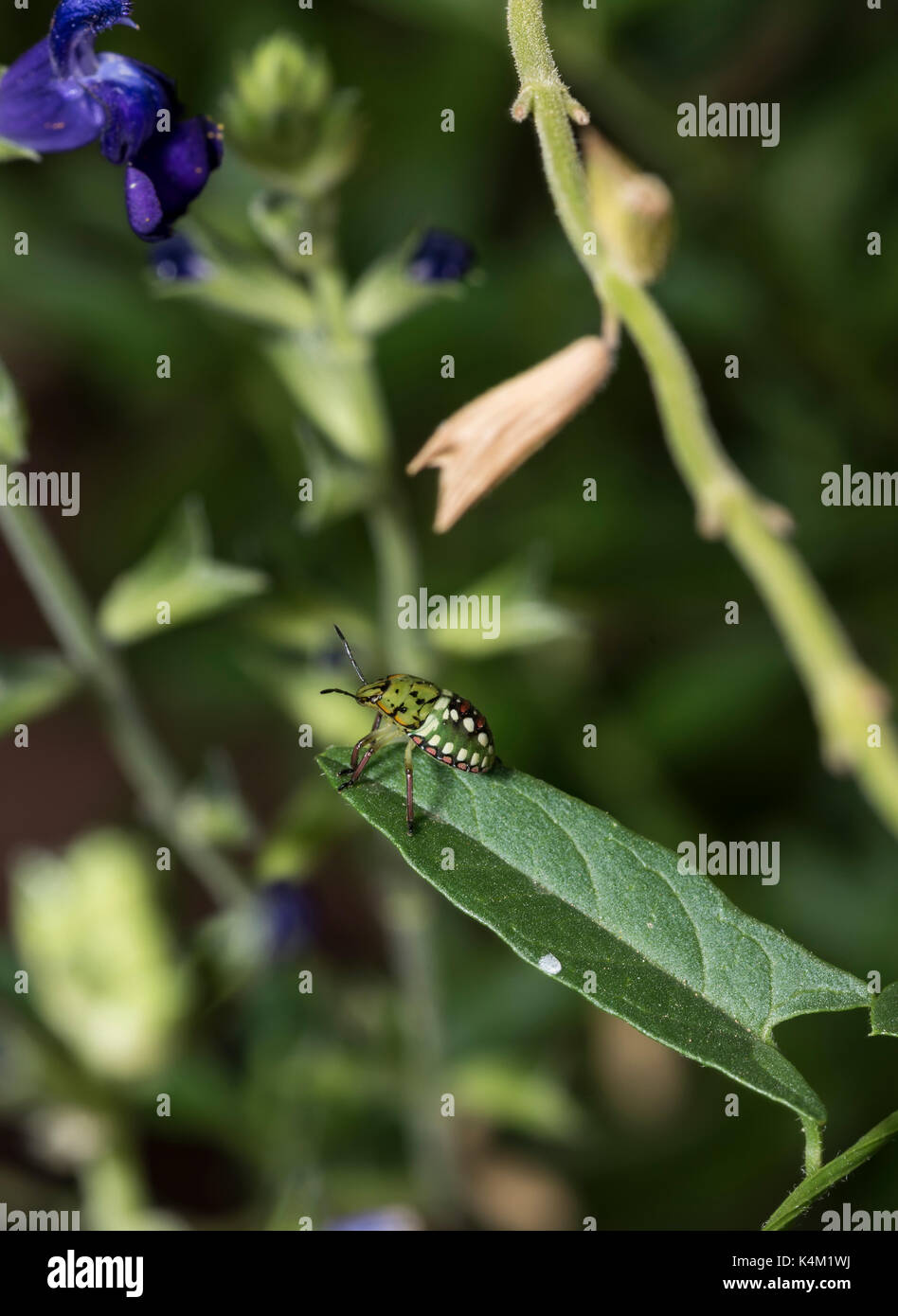 Juvenile stink bug hi-res stock photography and images - Alamy
