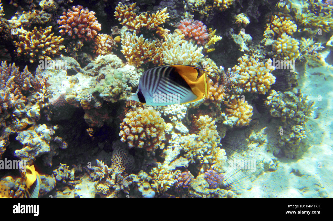 Maldives Butterfly Fish High Resolution Stock Photography and Images ...