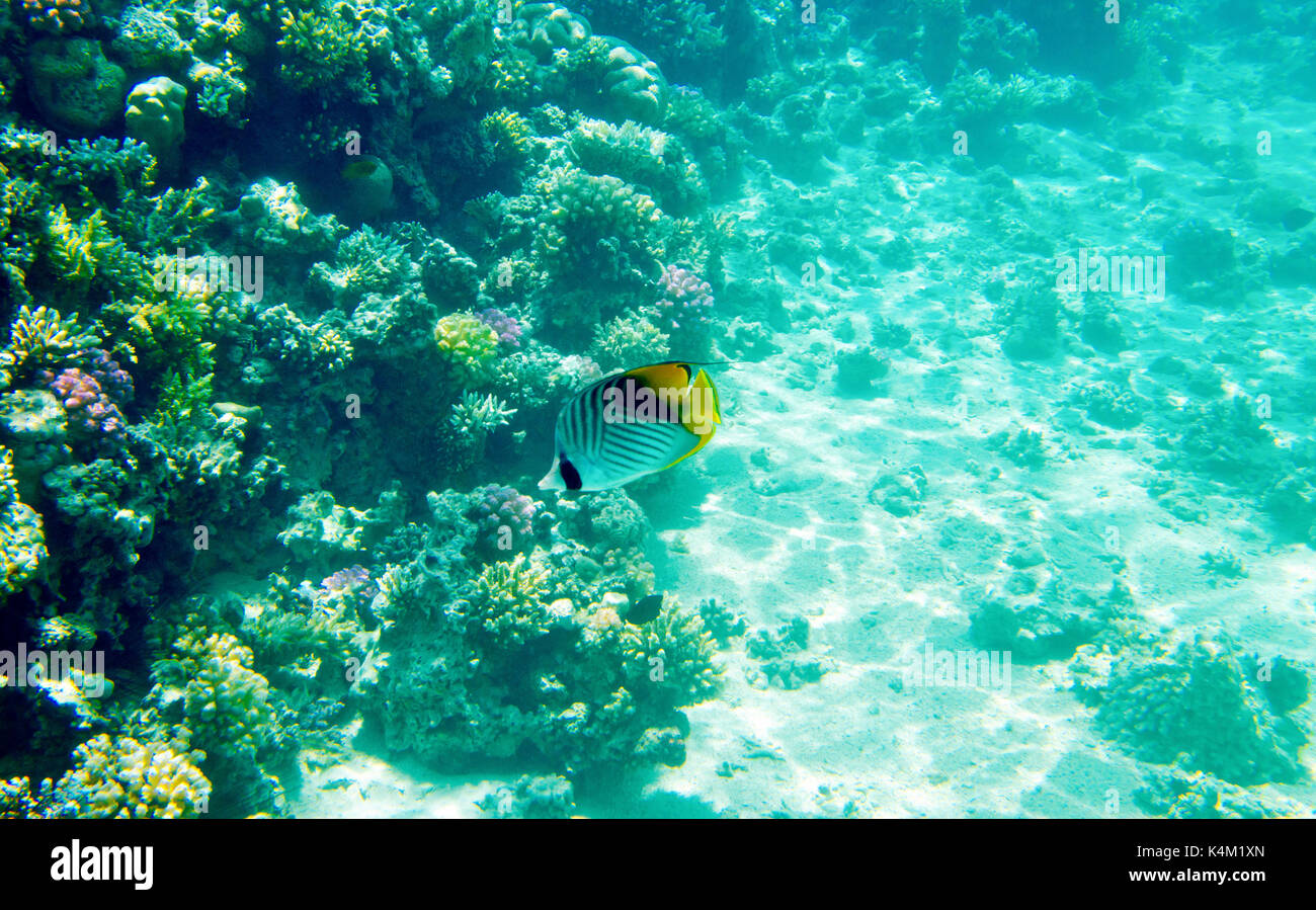 Butterfly fish in the Red Sea Stock Photo - Alamy