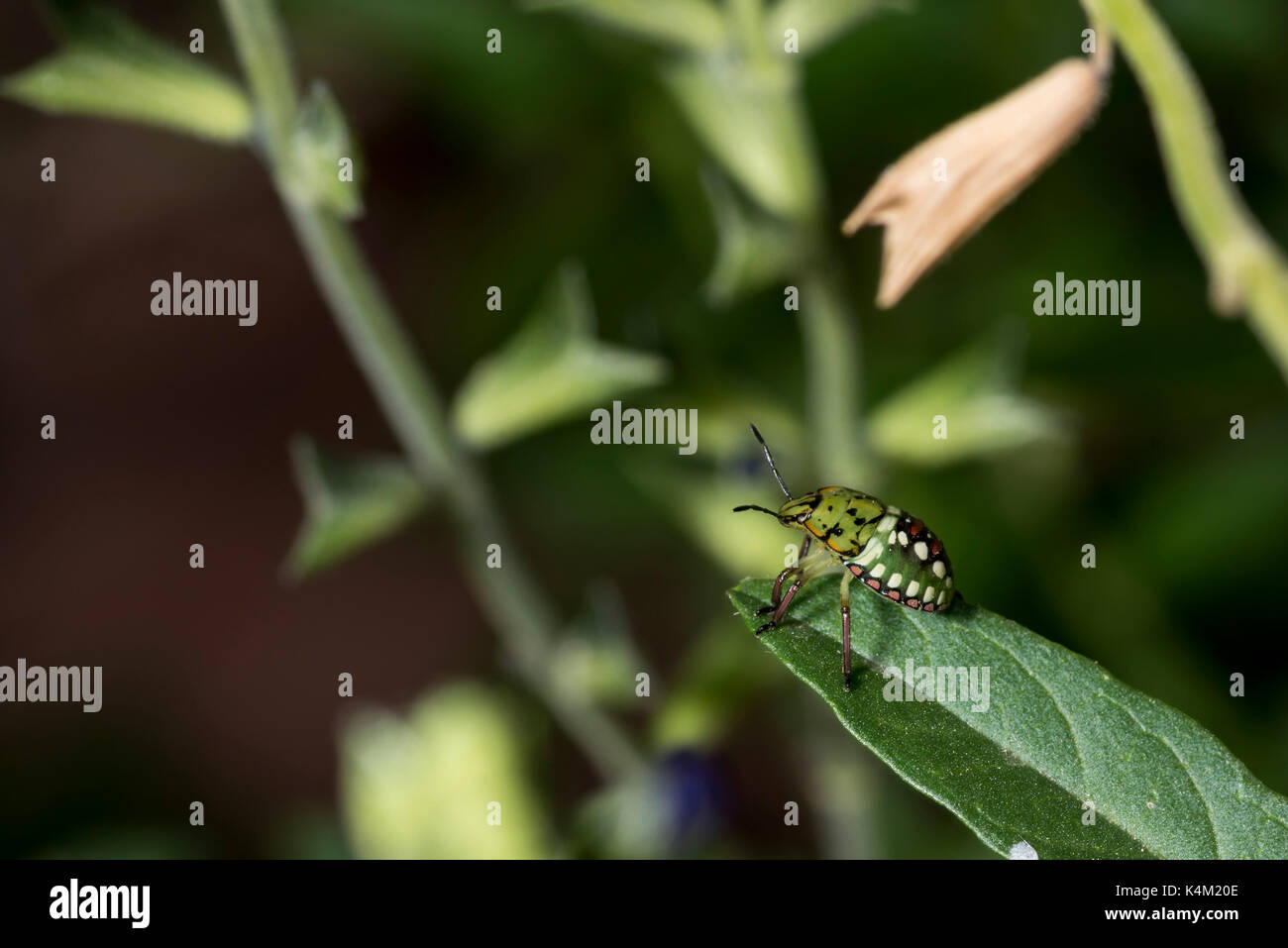 Full body macro hi-res stock photography and images - Alamy