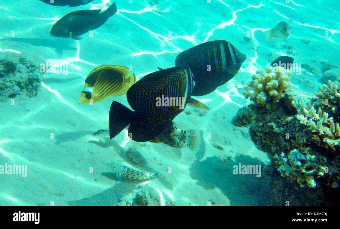 Butterfly Fish School Stock Photos & Butterfly Fish School Stock Images ...