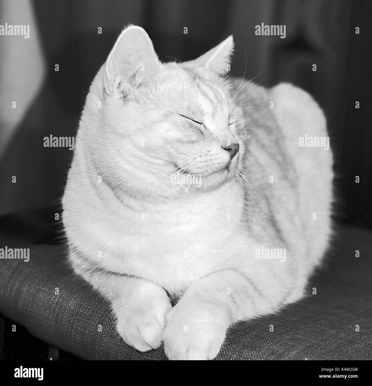 Two funny young black Black and White Stock Photos & Images - Alamy