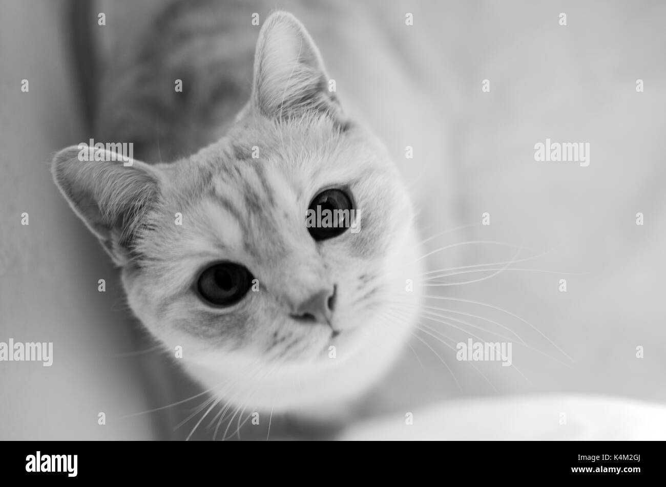 Cat face in black and white Stock Photo - Alamy