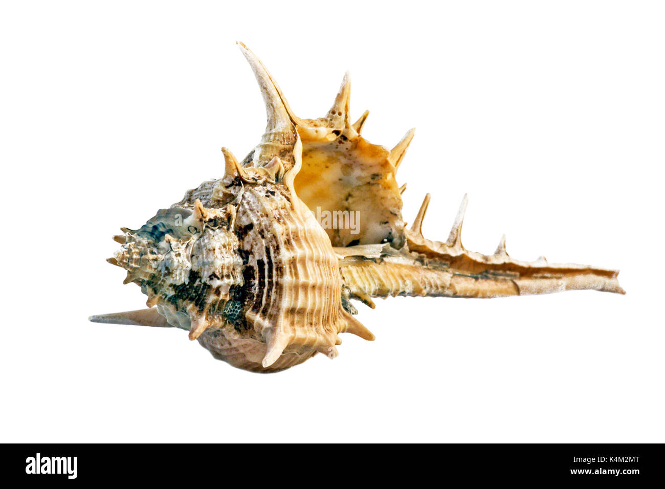 Thorn conch shell hi-res stock photography and images - Alamy
