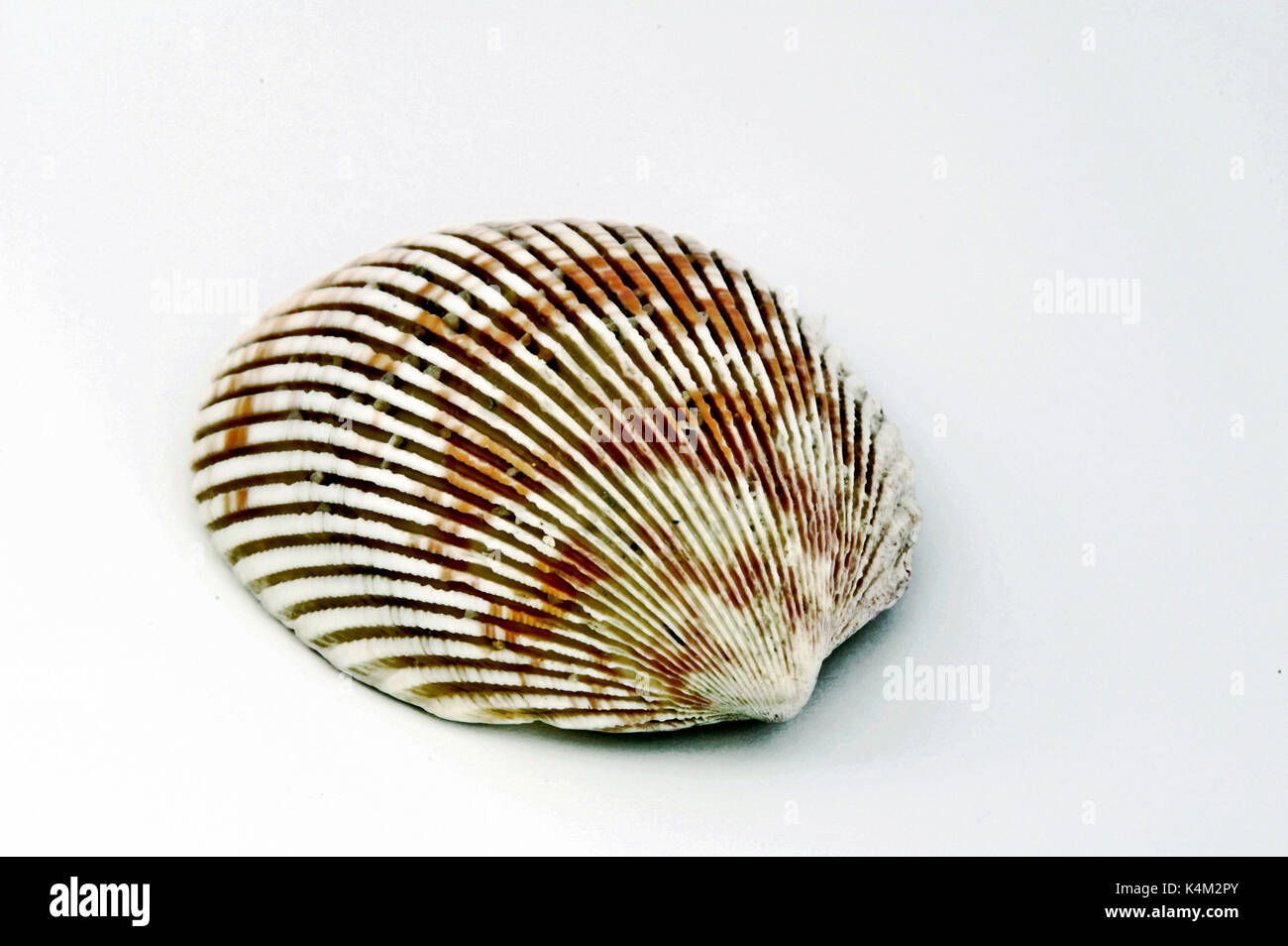 Radial groove hi-res stock photography and images - Alamy