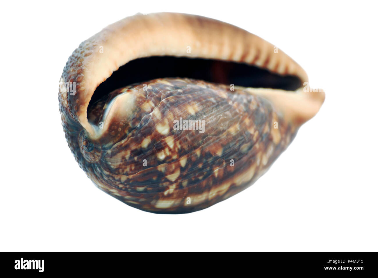 Lifeshell hi-res stock photography and images - Alamy