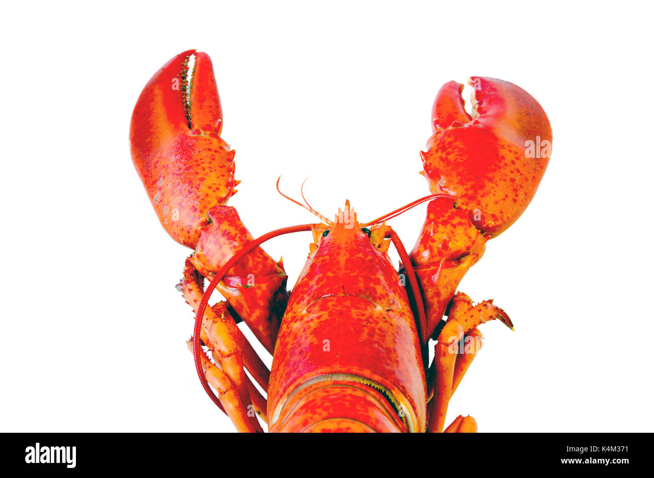 Cooked lobster isolated on white background Stock Photo - Alamy