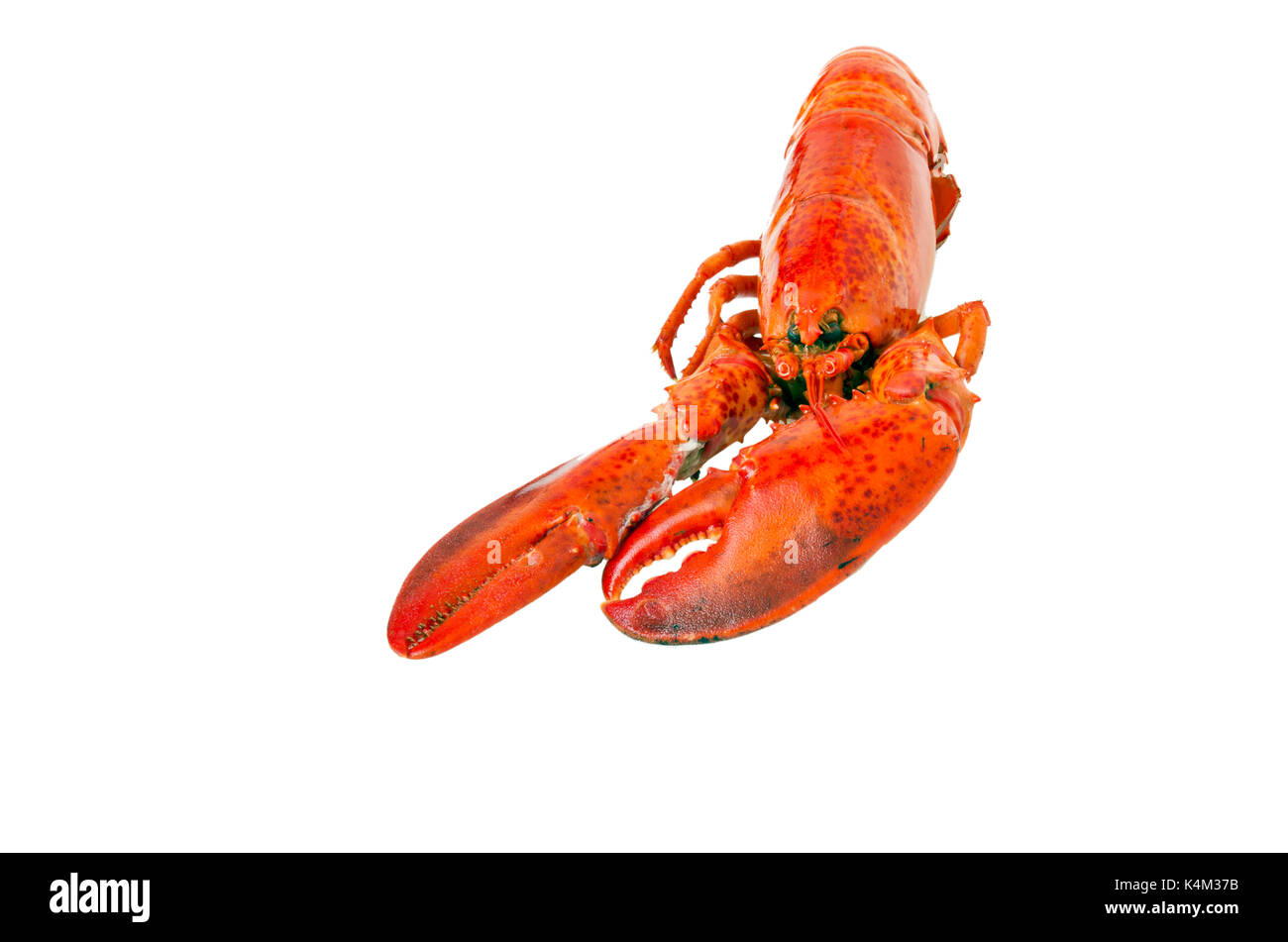 Cooked lobster isolated on white background Stock Photo - Alamy
