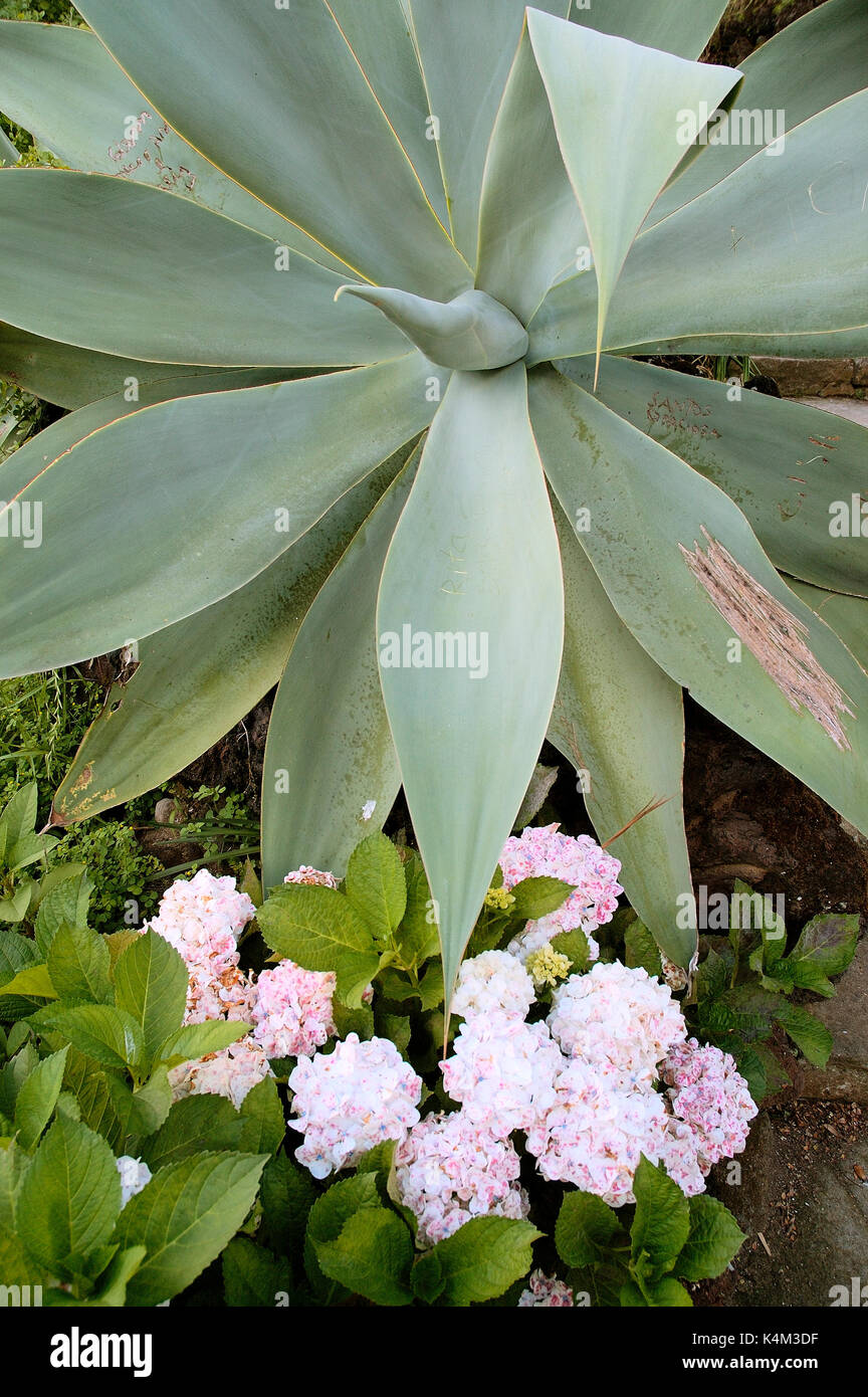 Azores cactus hi-res stock photography and images - Alamy
