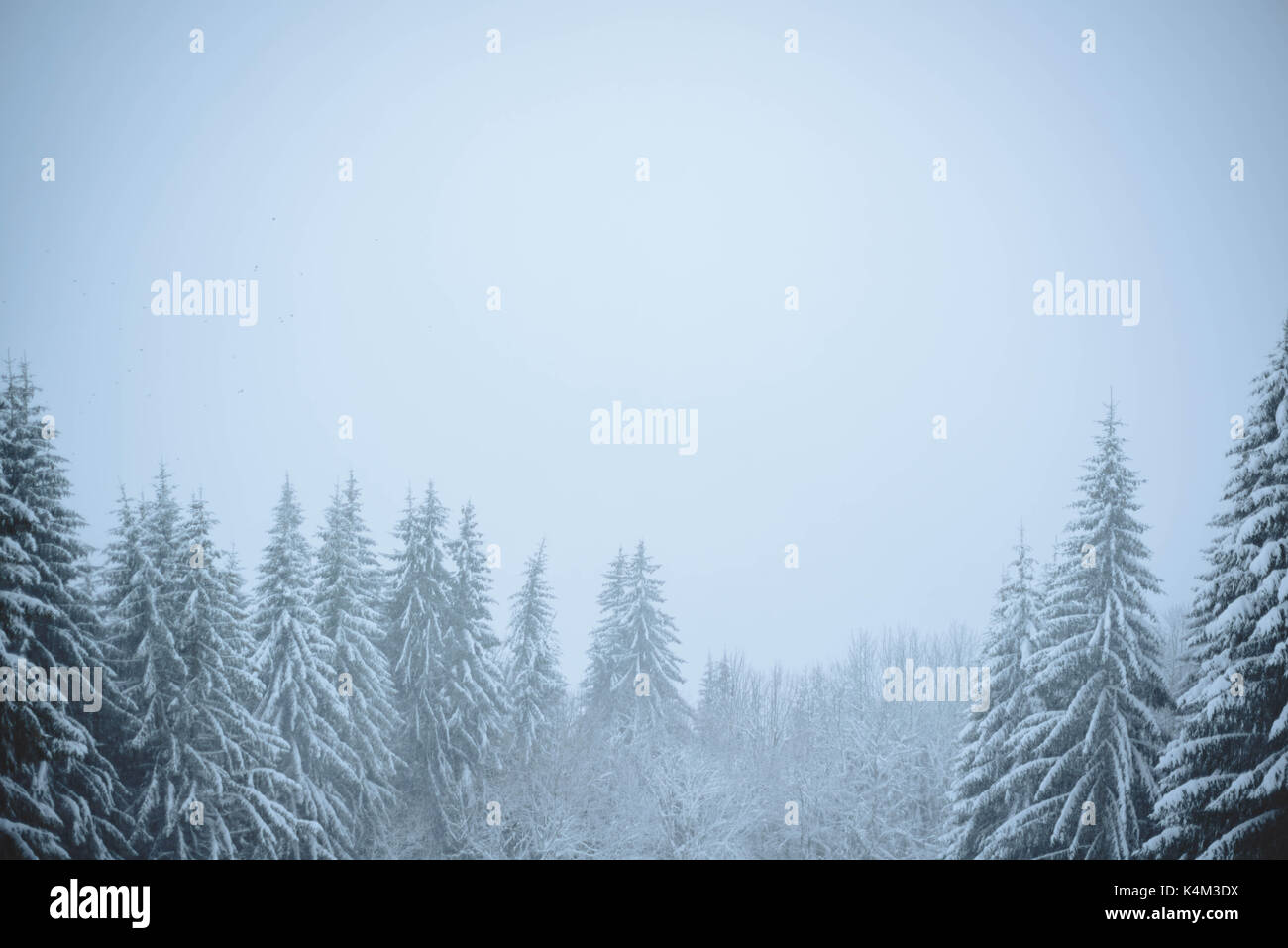 Snowy winter scene. A forest of fir trees covered in a fresh snowfall ...