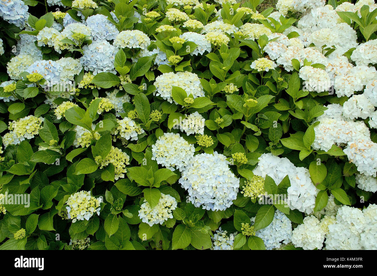 Hydrangeas. São Miguel, Azores islands. Portugal Stock Photo - Alamy