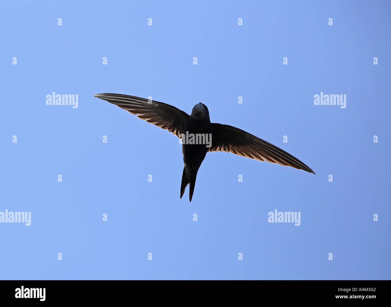 Swift Bird High Resolution Stock Photography and Images - Alamy