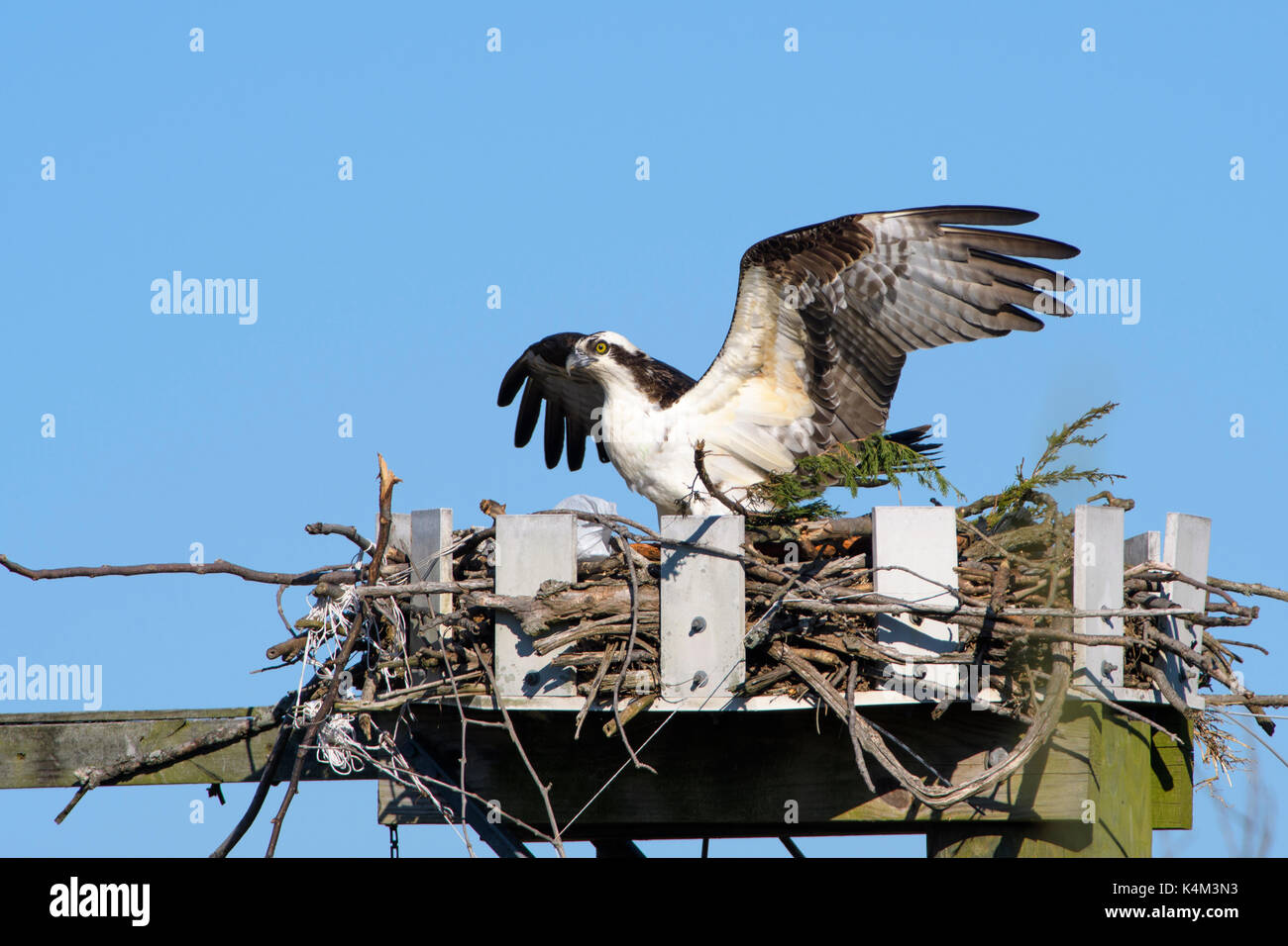 Osprey, Haliaetus pandion, also known as a sea hawk, fish eagle, sea ...