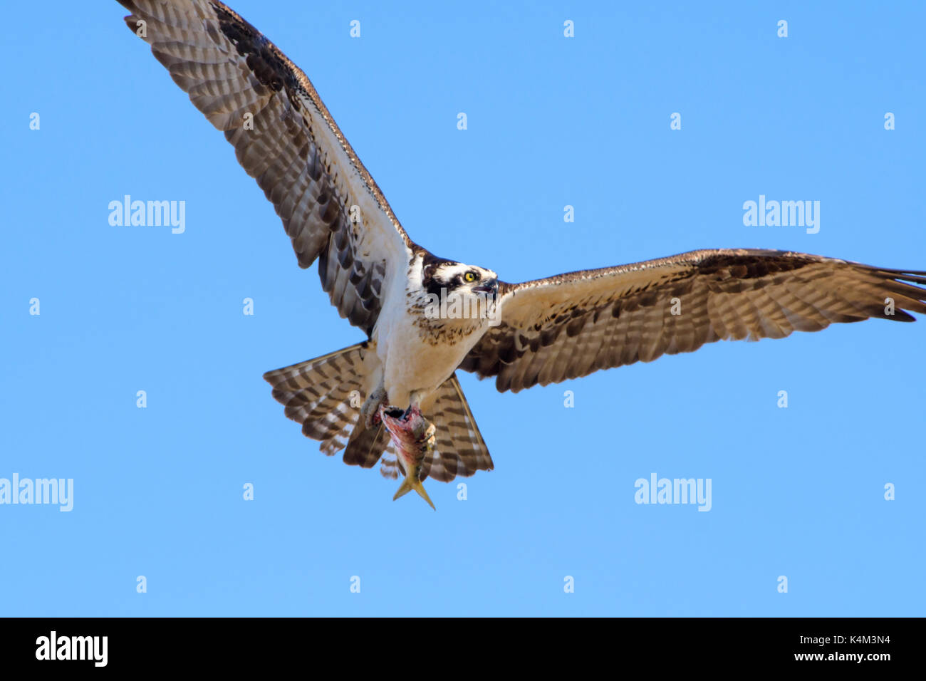 Seahawk bird hi-res stock photography and images - Alamy