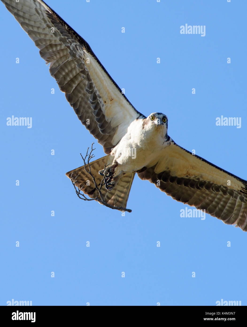 Osprey, Haliaetus pandion, also known as a sea hawk, fish eagle, sea ...