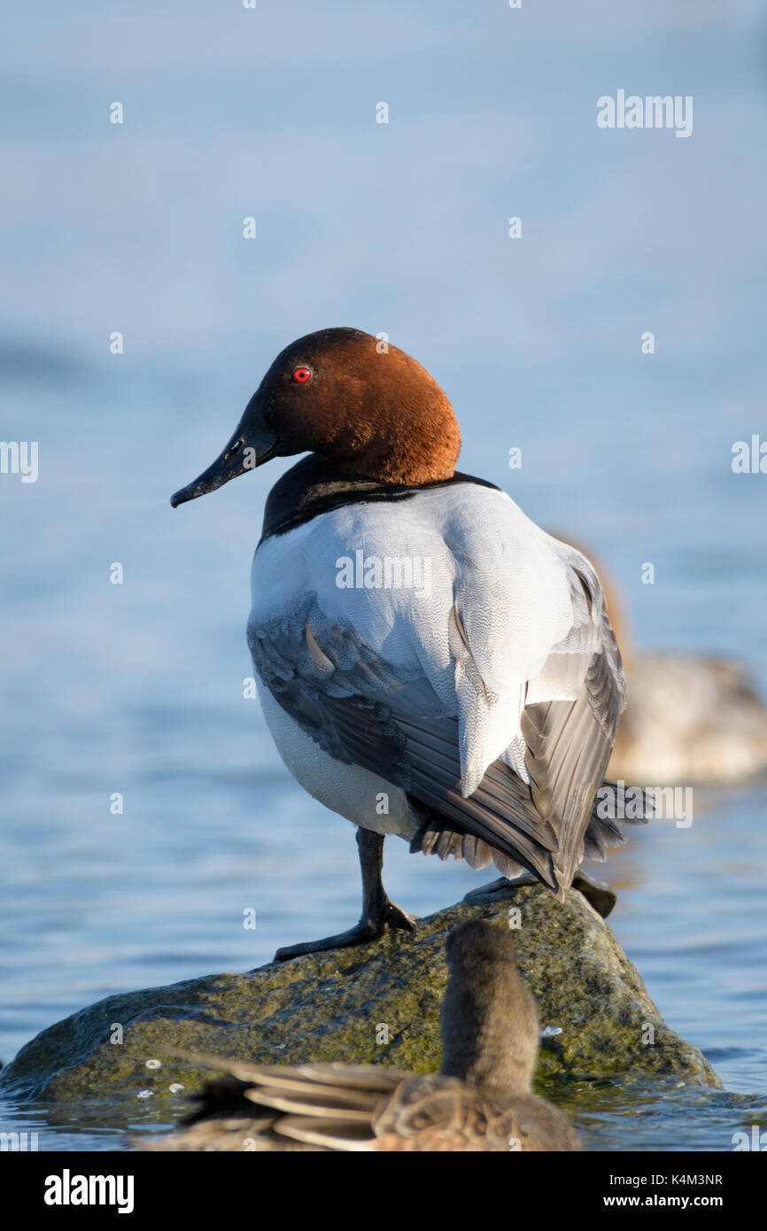 Canvasback Ducks (Aythya valisineria) on the Chesapeake Bay, near ...