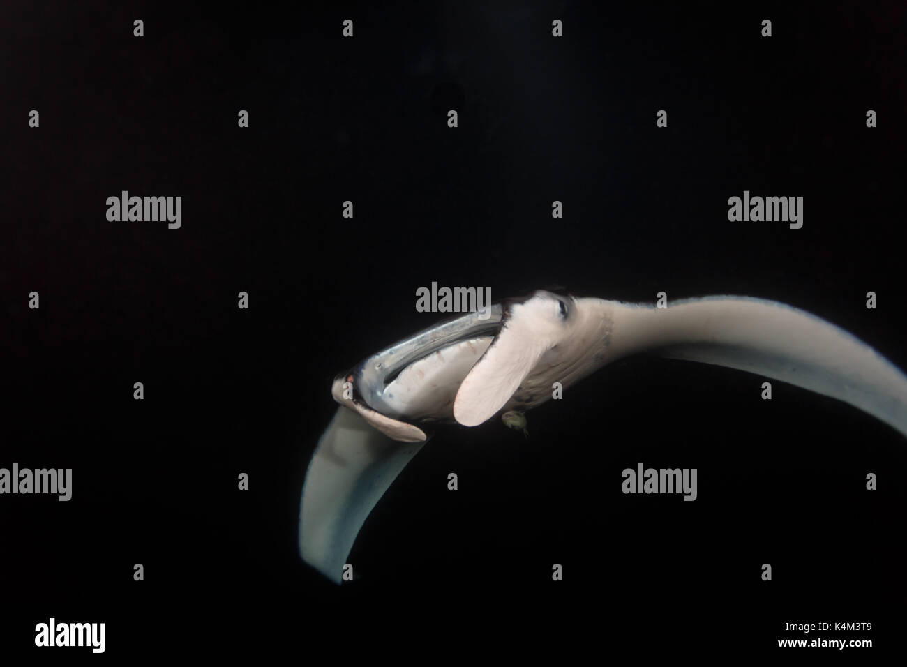 Flying mobula ray hi-res stock photography and images - Alamy