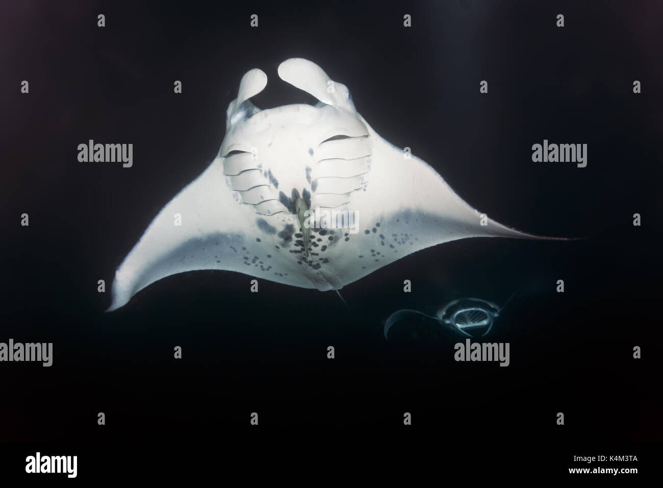 Closeup of the underbelly of a giant manta ray, manta birostris, with a ...