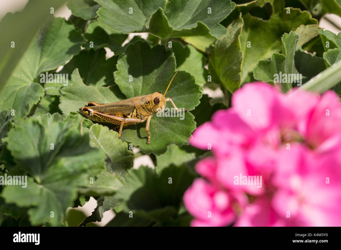 Flying grasshopper hi-res stock photography and images - Alamy
