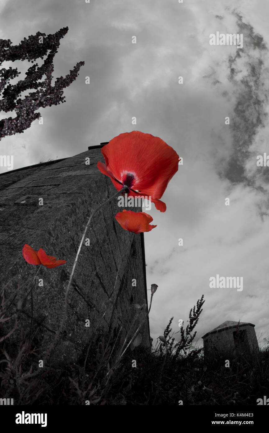 Colour Popped Poppy Stock Photo - Alamy
