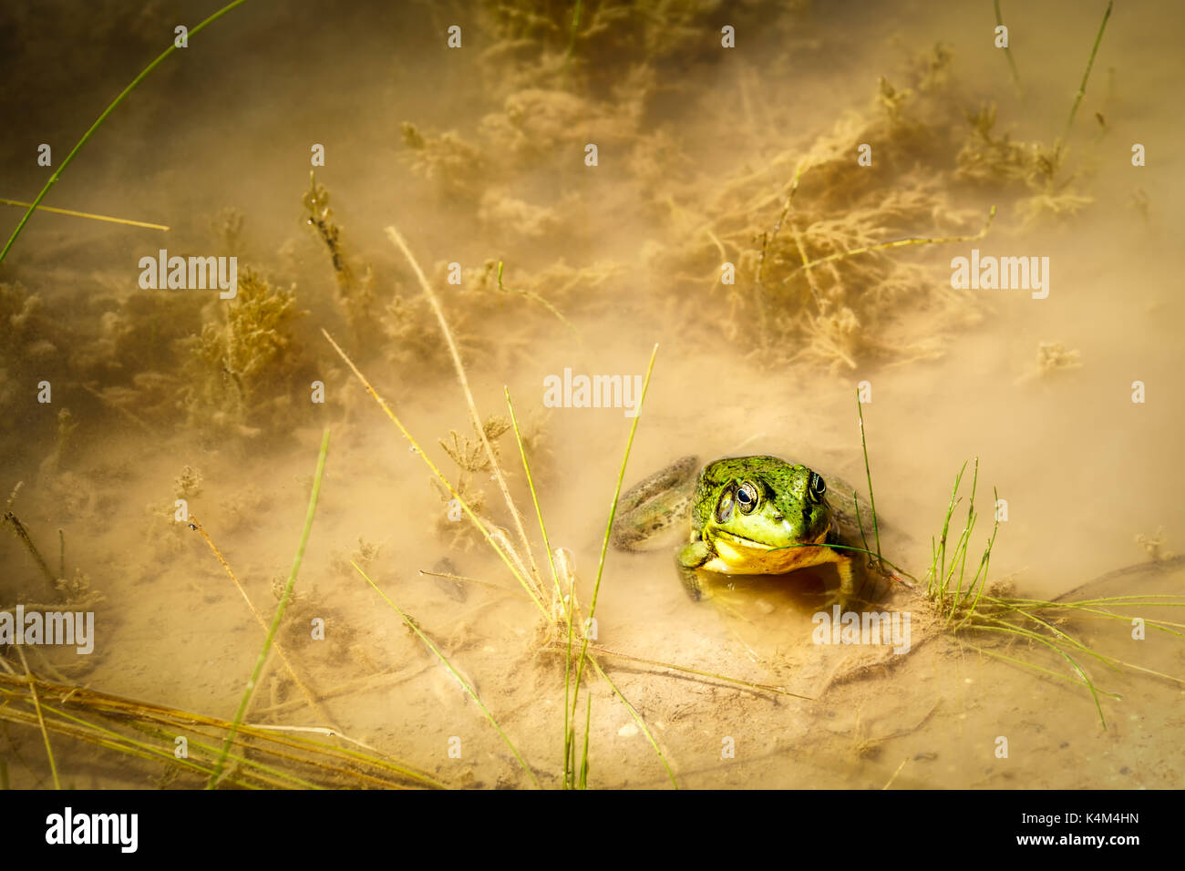 Frog toad green hi-res stock photography and images - Alamy
