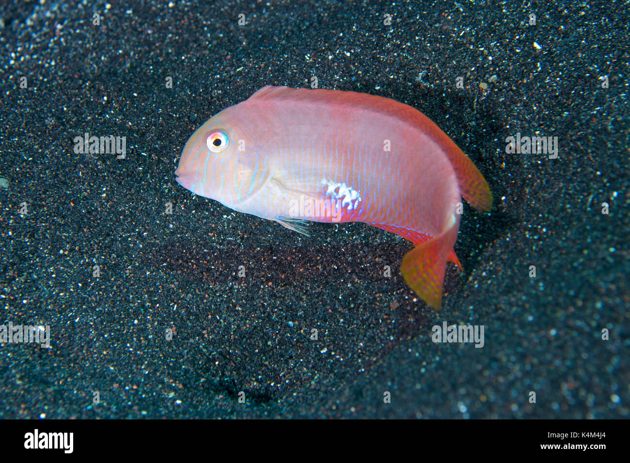 A colorful pearly razorfish (Xyrichtys novacula) at Puerto Naos, La ...