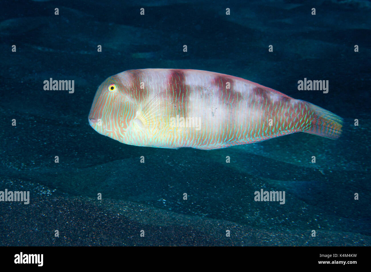 Razorfish hi-res stock photography and images - Alamy