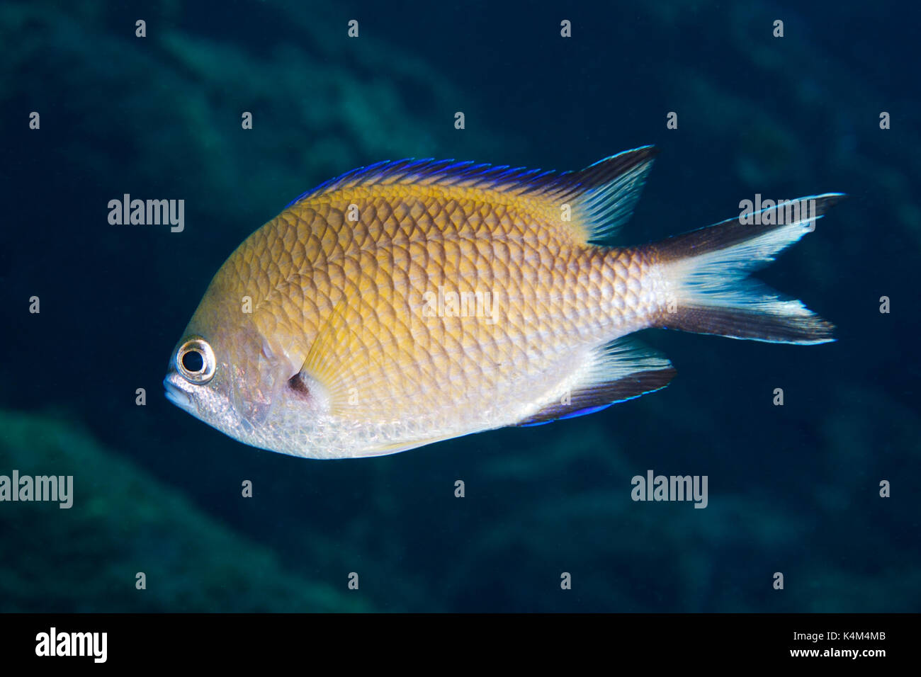 Limbata hi-res stock photography and images - Alamy