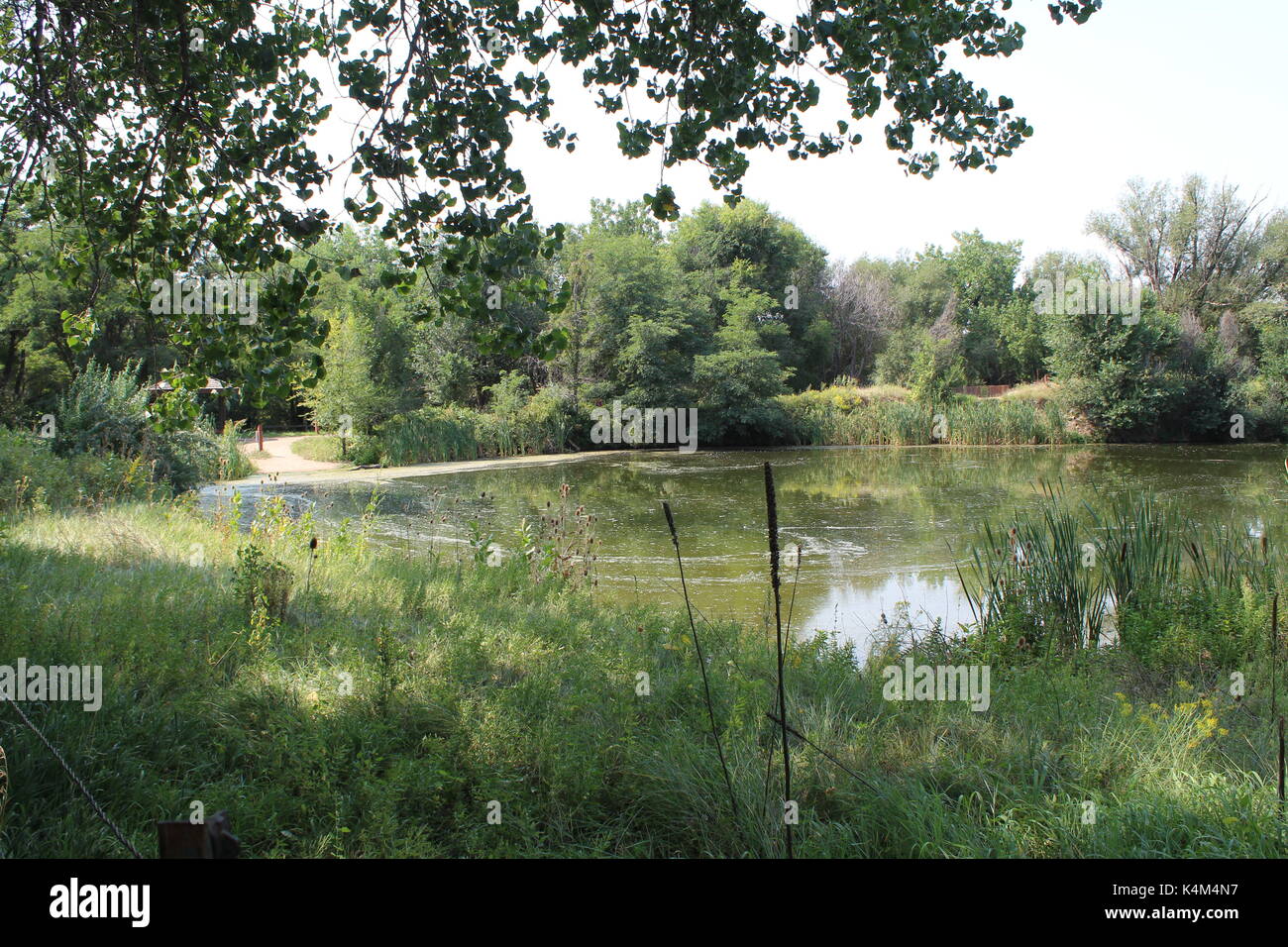 Cattail Marsh Wildlife Area in Fountain Creek Regional Park in Fountain ...