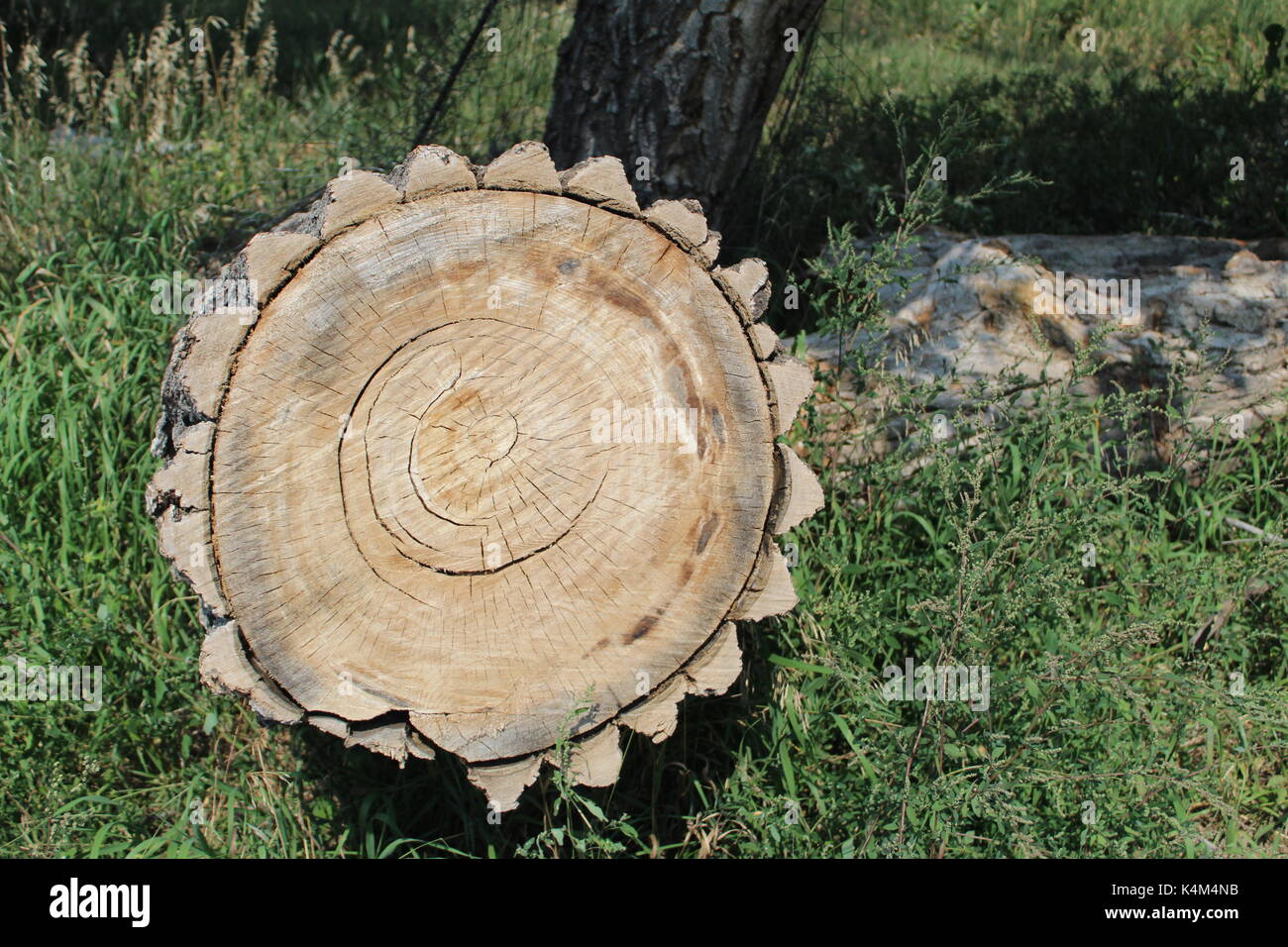 Sawn tree along walking trail at Fountain Creek Regional Park in ...