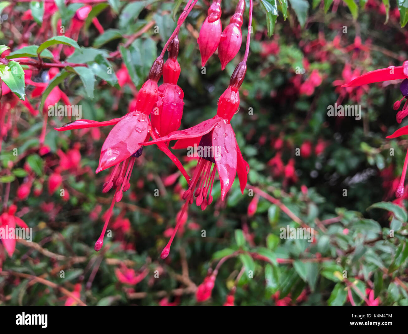 Bush fuschia hi-res stock photography and images - Alamy