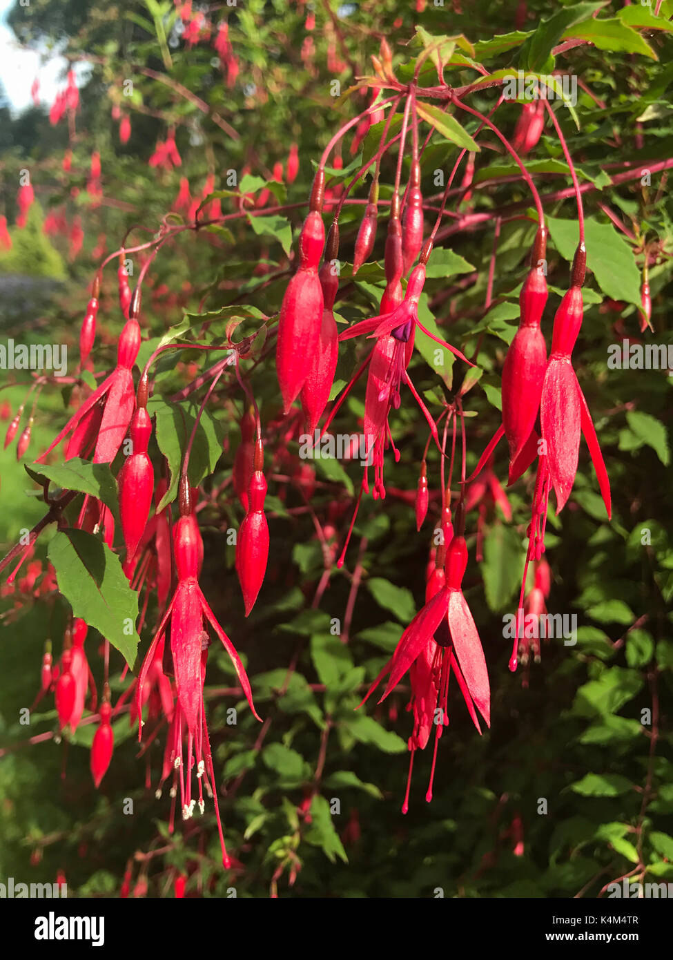 Bush fuschia hi-res stock photography and images - Alamy