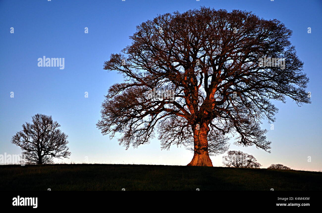 Tree outline hi-res stock photography and images - Alamy