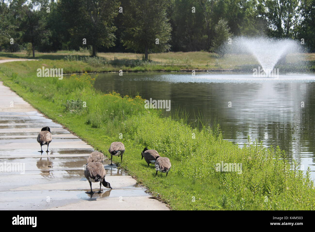 Geese walking on the path in front of a fountain in Fountain Creek ...
