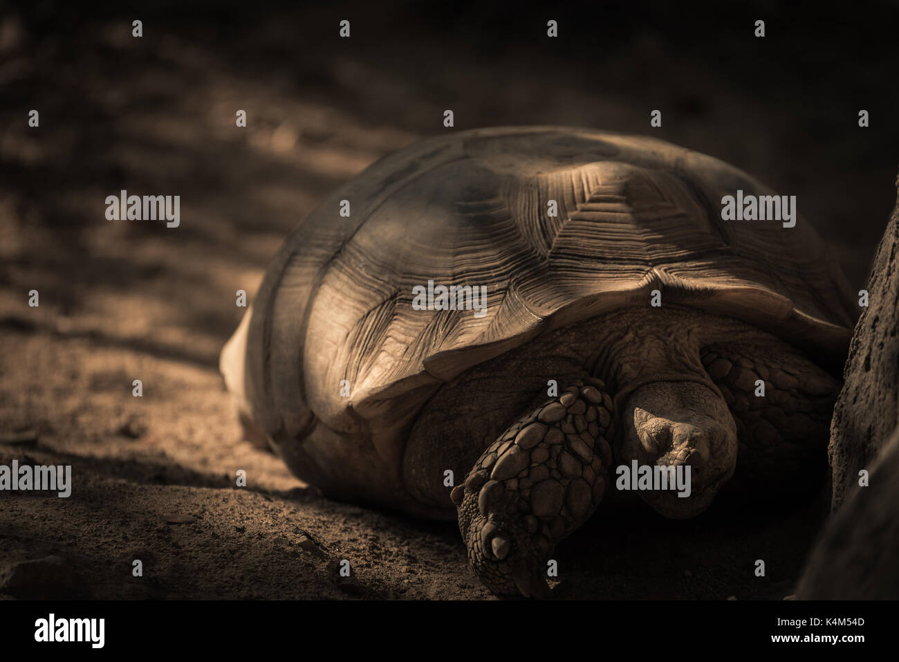 Big tortoise sleep under tree with warm cookie light Stock Photo - Alamy