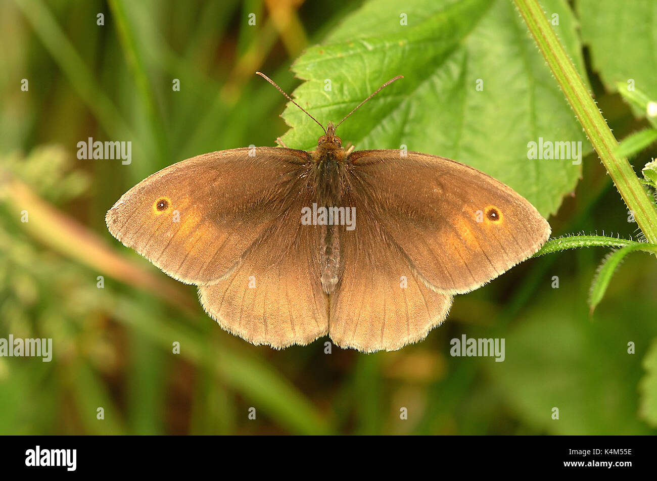 Meadow Brown Butterfly (Maniola Jurtina Stock Photo - Alamy