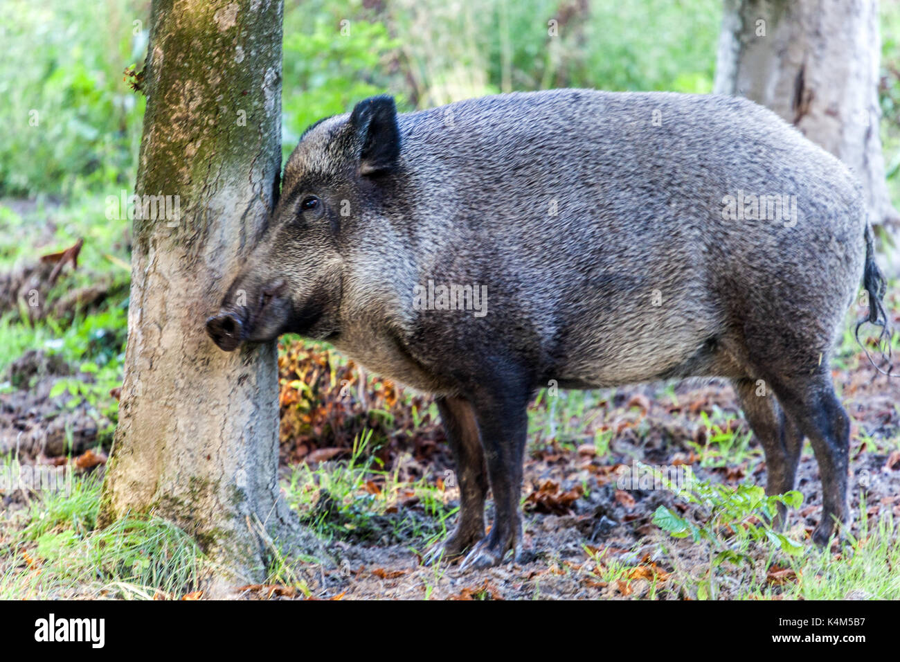 Wild boar sus rubbing tree hi-res stock photography and images - Alamy