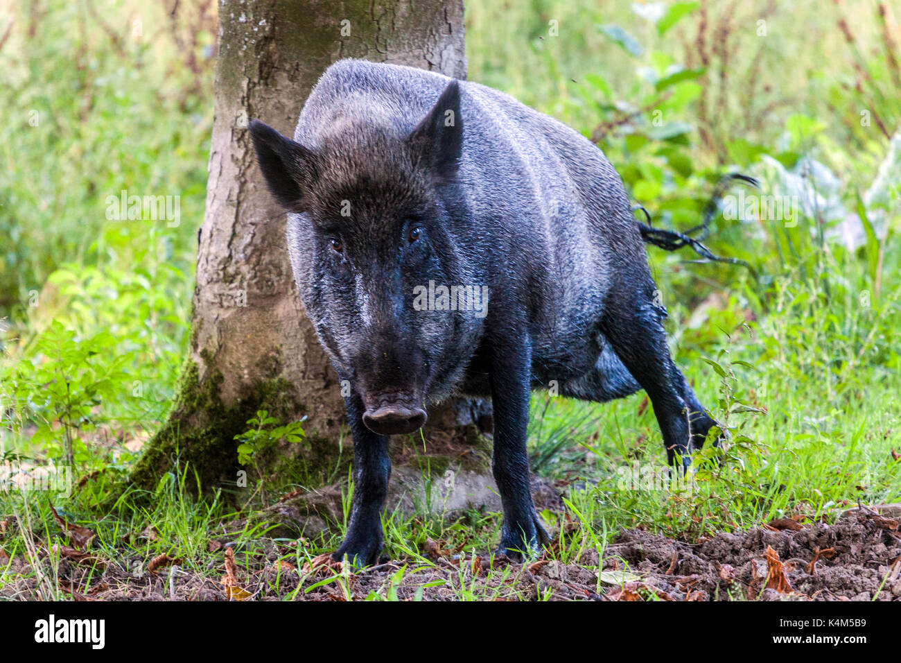 Female wild boar rubbing, Sus scrofa scrubs the skin against a tree ...