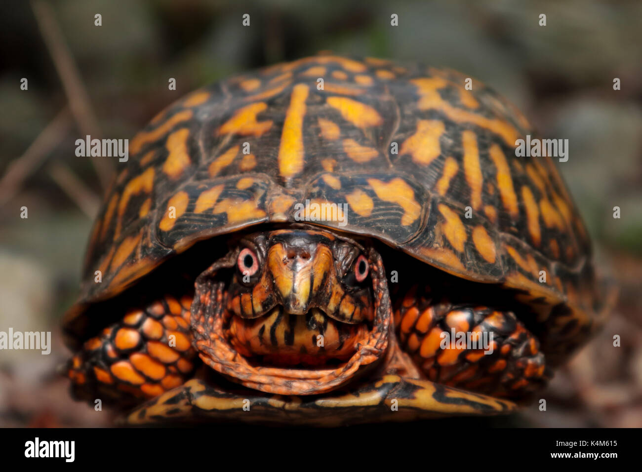 Boxer turtle hi-res stock photography and images - Alamy