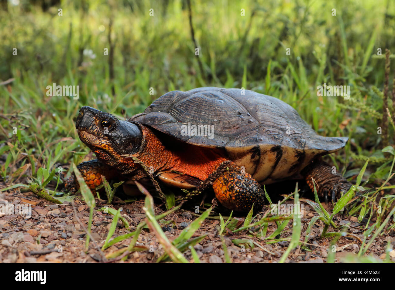 Clemmys insculpta hi-res stock photography and images - Alamy