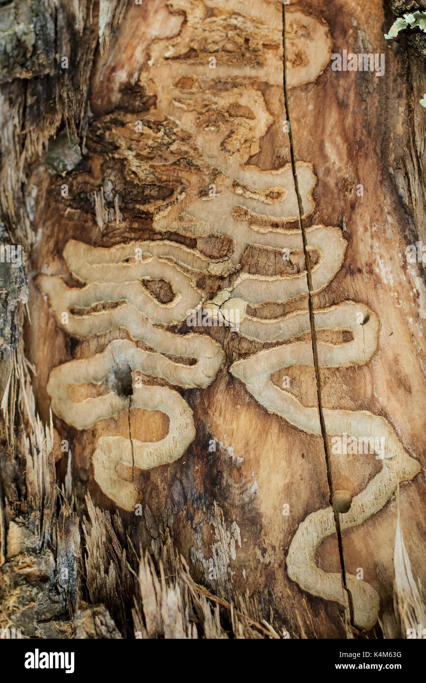 Damage from emerald ash borer larvae (Agrilus planipennis Stock Photo ...