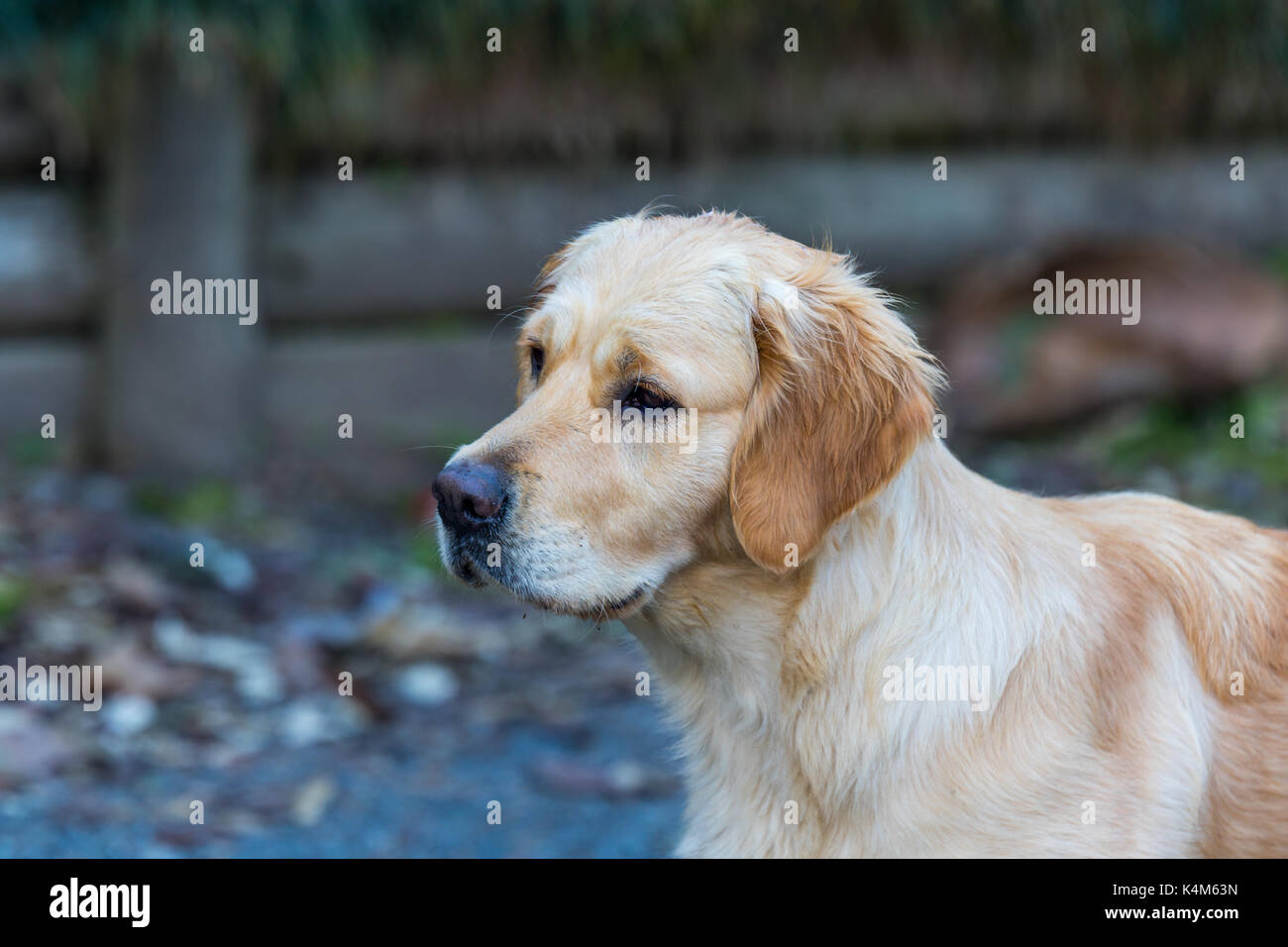 Portraits of pure breed Golden Retriever dogs Stock Photo - Alamy