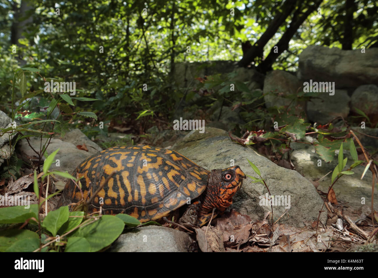 Eastern box turtle shell pattern hi-res stock photography and images ...