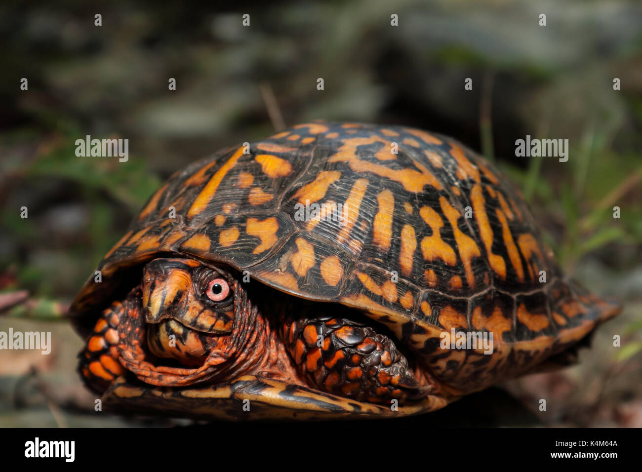 Eastern box turtle shell pattern hi-res stock photography and images ...